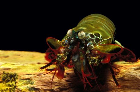 Peacock Mantis Shrimp Odontodactylus Scyllarus Adult Editorial Stock ...