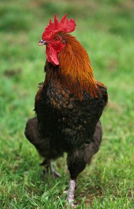 1 Agriculture animal brown red marans cock comb copper marans domestic ...