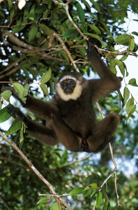 Mullers Gibbon Hylobates Muelleri Adult Hanging Editorial Stock Photo ...