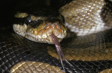 Royal Python Python Regius Head Adult Editorial Stock Photo - Stock ...