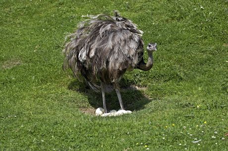 American Rhea Rhea Americana Female Standing Editorial Stock Photo ...
