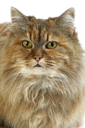 Tortoiseshell Persian Domestic Cat Portrait Female Editorial Stock ...