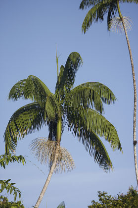 Moriche Plam Mauritia Flexuosa Tree Producing Editorial Stock Photo ...