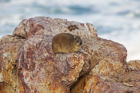 Rock Hyrax Cape Hyrax Procavia Capensis Editorial Stock Photo - Stock ...