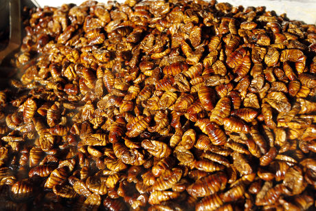 Beondegi Silkworm Larvae Chrysalis Snack Food Editorial Stock Photo ...
