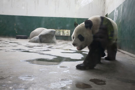 Giant Panda Enclosure Chengdu Zoo Chengdu Editorial Stock Photo - Stock ...