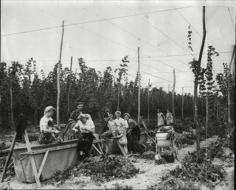 80 Hop picking Stock Pictures, Editorial Images and Stock Photos ...
