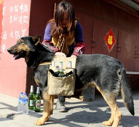 __COUNT__ Pet dog helps to carry heavy goods up to mountain refreshment ...
