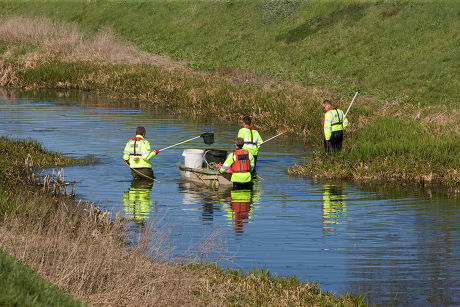 Environment Agency Officers Rescuing Fish 9k Editorial Stock Photo ...