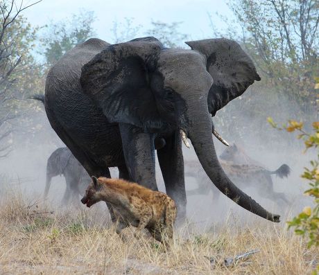 Mother Elephant Fends Off Hyenas Protect Editorial Stock Photo - Stock ...