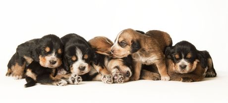 Breeder Maria Lerego Adult Otterhound Editorial Stock Photo - Stock ...