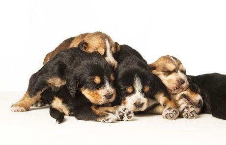 Breeder Maria Lerego Adult Otterhound Editorial Stock Photo - Stock ...