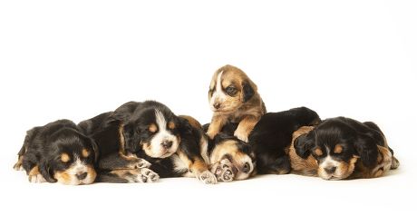Breeder Maria Lerego Adult Otterhound Editorial Stock Photo - Stock ...