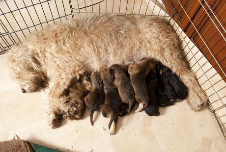 Breeder Maria Lerego Adult Otterhound Editorial Stock Photo - Stock ...