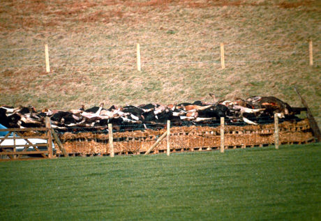 Cow Cremation Editorial Stock Photo - Stock Image | Shutterstock