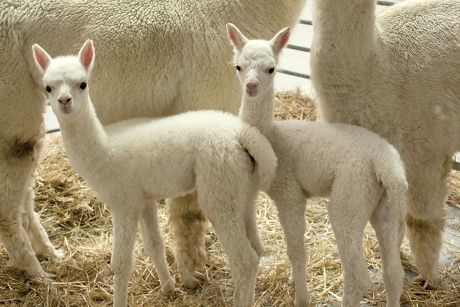Cria Baby Alpacas Both Only Week Editorial Stock Photo - Stock Image ...