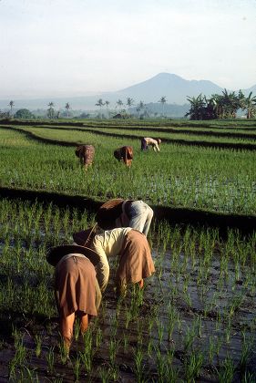 24 Rice picking Stock Pictures, Editorial Images and Stock Photos ...