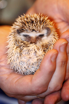 Baby Hedgehog Sleeping Editorial Stock Photo - Stock Image | Shutterstock