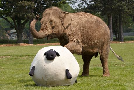 Asian Elephant Kaylee Giant Shaun Sheep Editorial Stock Photo - Stock ...