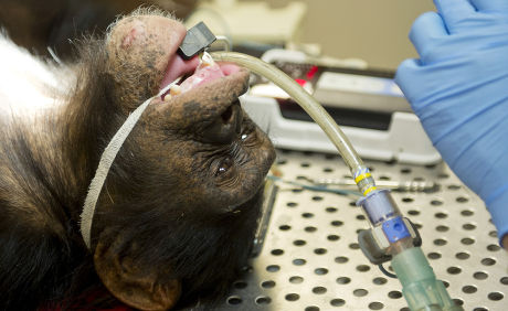 4yearold Chimp Fiona During Surgery Editorial Stock Photo - Stock Image ...
