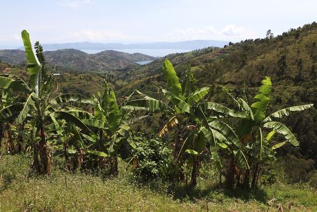 Bananas Grow Western Province Rwanda Editorial Stock Photo - Stock ...