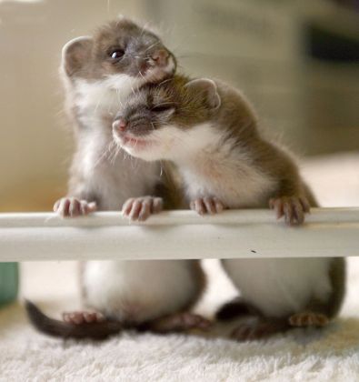 Two Baby Stoats Editorial Stock Photo - Stock Image | Shutterstock