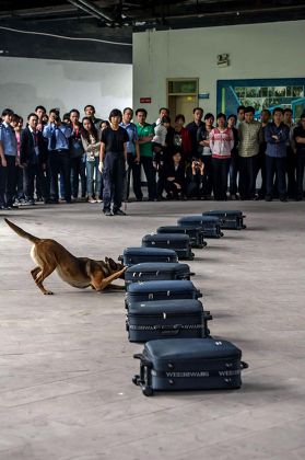 Citizens Watch Skill Show Police Dogs Editorial Stock Photo - Stock ...