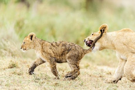 Young Lion Cub Play Fighting Older Editorial Stock Photo - Stock Image ...