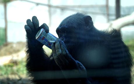 Chimp Smoking Cigarette Editorial Stock Photo - Stock Image | Shutterstock