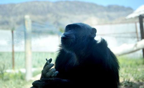 Chimp Smoking Cigarette Editorial Stock Photo - Stock Image | Shutterstock