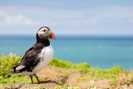 imágenes de Atlantic puffin colony on Skomer island, Pembrokeshire ...
