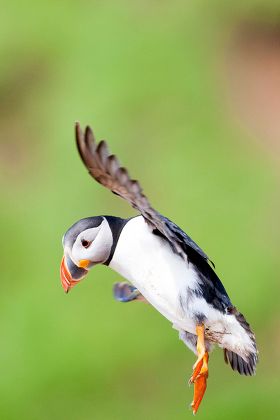 Atlantic Puffin Fratercula Arctica Coming Into Editorial Stock Photo ...