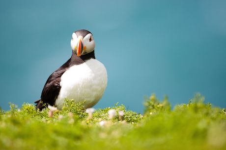 Atlantic Puffin Fratercula Arctica Flying Editorial Stock Photo - Stock ...