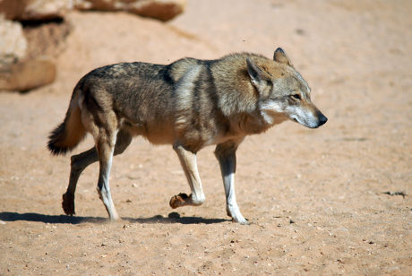 Grey Wolf Desert Editorial Stock Photo - Stock Image | Shutterstock