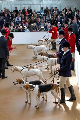Foxhounds On Show Editorial Stock Photo - Stock Image | Shutterstock