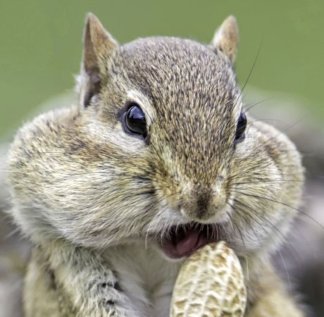 Chipmunk Fills Mouth Nuts Editorial Stock Photo - Stock Image ...