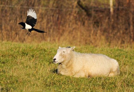 Magpie Flies Off Sheeps Back Editorial Stock Photo - Stock Image ...