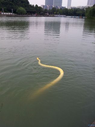 Python Swimming Lake Editorial Stock Photo - Stock Image | Shutterstock