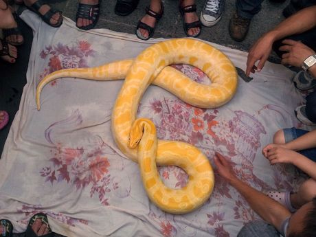 Python Dried Off After Swim Lake Editorial Stock Photo - Stock Image ...