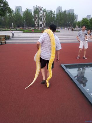 Man Carrying Python Lake Editorial Stock Photo - Stock Image | Shutterstock