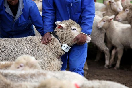 One Sheep Wearing Cell Phone Device Editorial Stock Photo - Stock Image ...