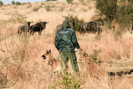 Belgian Malinois Russell On Hunt Poachers Editorial Stock Photo - Stock ...