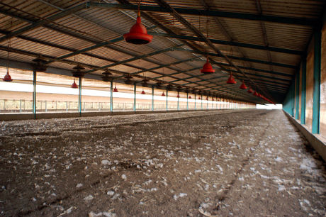 9 Bird Flu outbreak, Israel - 18 Mar 2006 Stock Pictures, Editorial ...