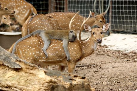 Longtailed Macaque Riding On Chital Deers Editorial Stock Photo - Stock ...