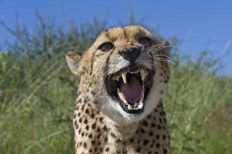 Hissing Female Cheetah Acinonyx Jubatus Captivity Editorial Stock Photo ...