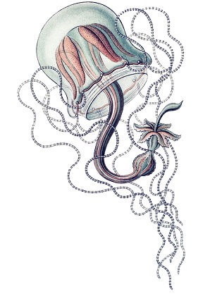 Historic Illustration Jellyfish Trachymedusae Pubescent Medusa ...