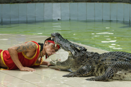 74 Animal stunts Stock Pictures, Editorial Images and Stock Photos ...