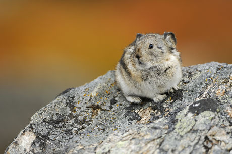 Collared Pika Ochotona Collaris On His Editorial Stock Photo - Stock ...