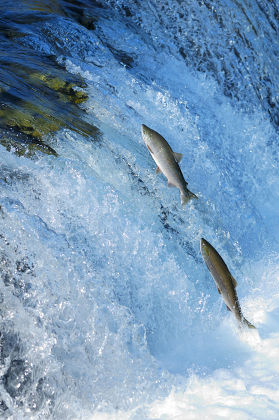 40 Blueback salmon Stock Pictures, Editorial Images and Stock Photos ...