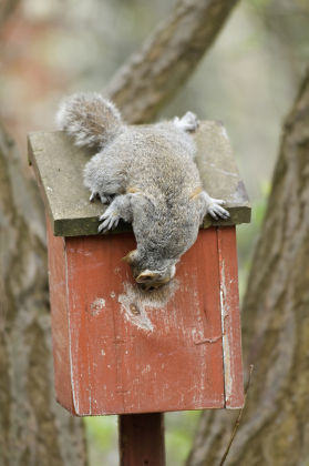68 Bird pests Stock Pictures, Editorial Images and Stock Photos ...